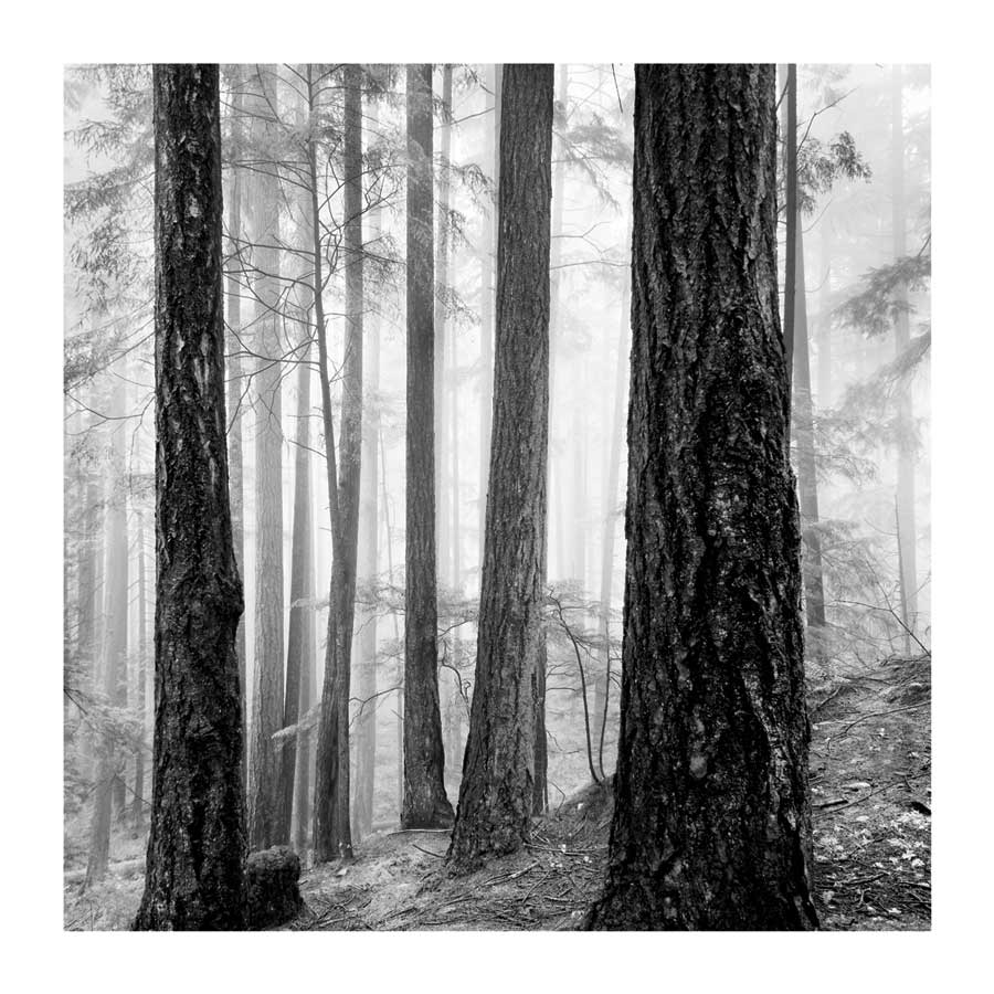 Capilano Forest by artist LSH – Indigenous Collection and CAP & Winn Devon