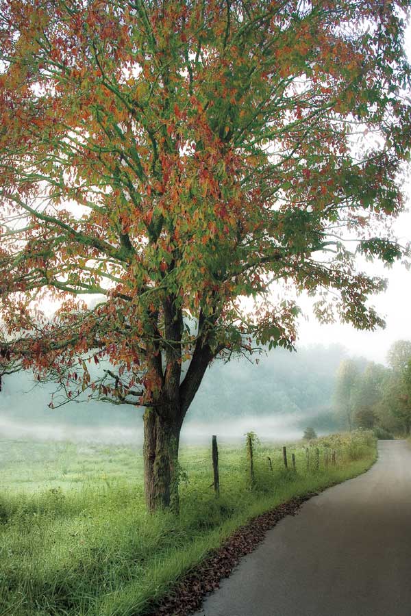 Almost Autumn by artist D. Burt – Indigenous Collection and CAP & Winn ...