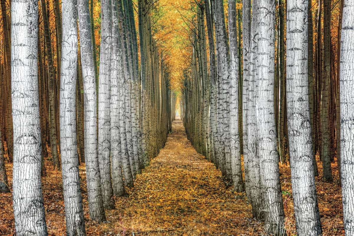 Tree Farm by artist Michael Cahill – Indigenous Collection and CAP ...