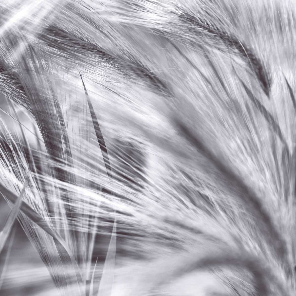 Natural Designs IV by artist Assaf Frank – Indigenous Collection and ...