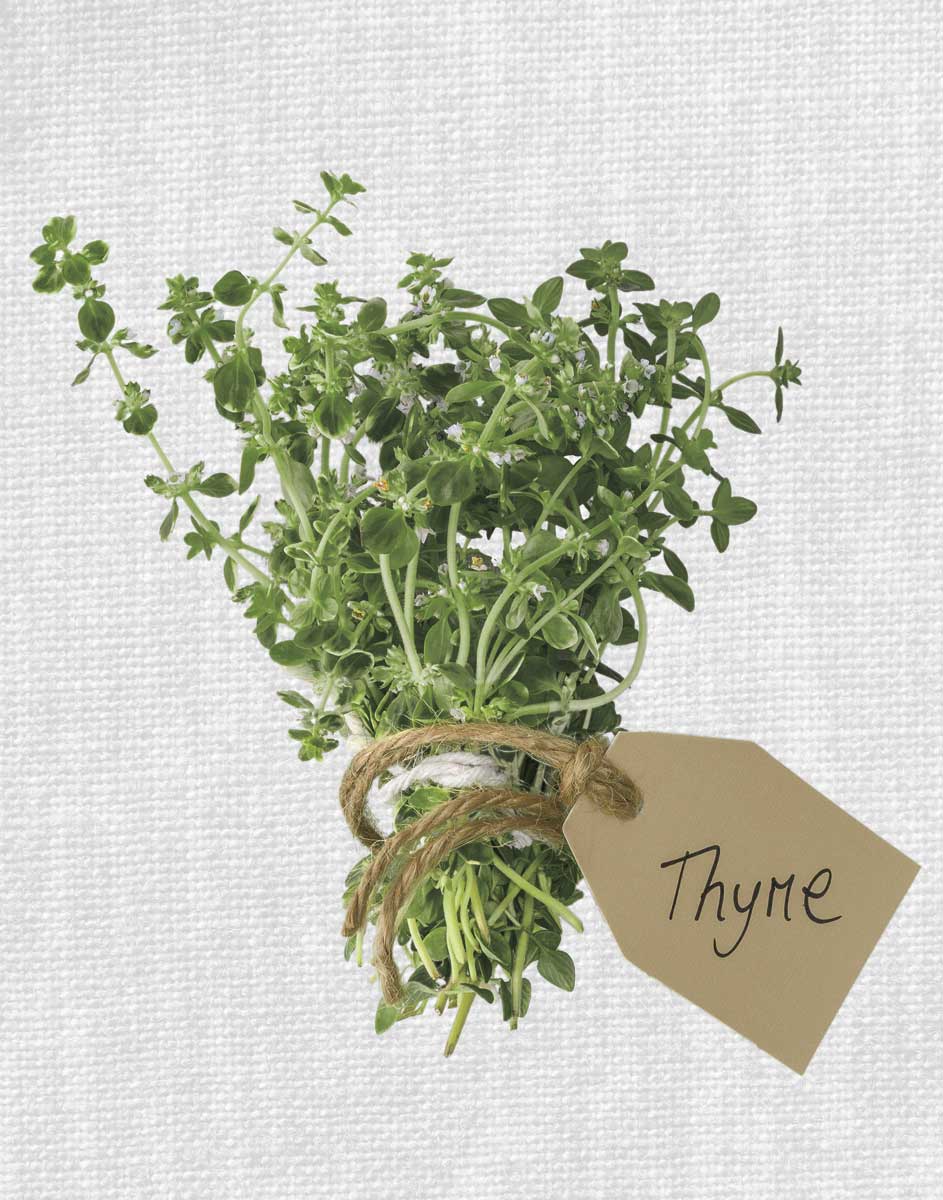 Thyme by artist Assaf Frank – Indigenous Collection and CAP & Winn Devon
