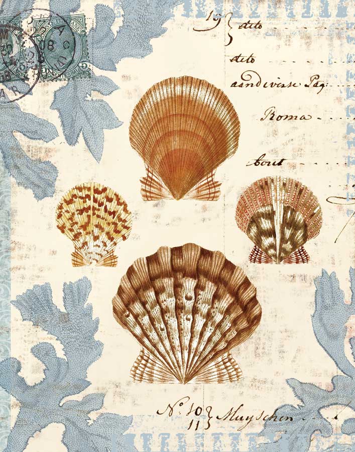 Seashell Collection I by artist Sabine Berg – Indigenous Collection and ...