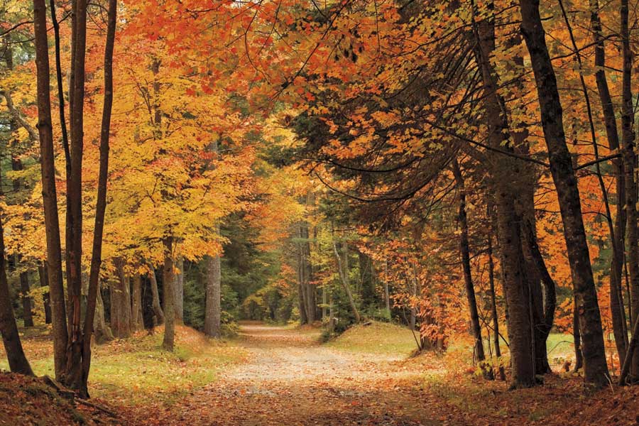 Autumn Walk by artist Mike Jones – Indigenous Collection and CAP & Winn ...