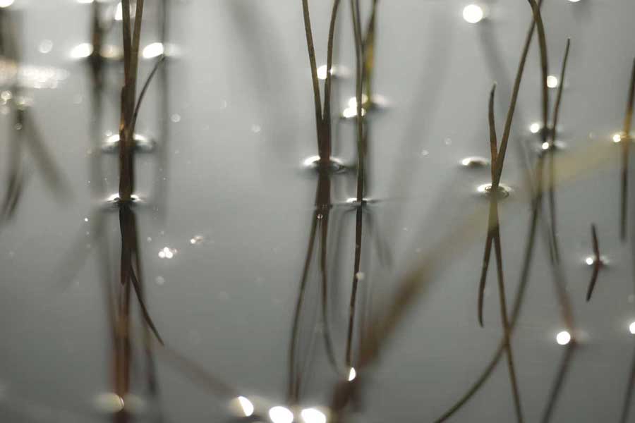 Still Waters by artist Assaf Frank – Indigenous Collection and CAP ...