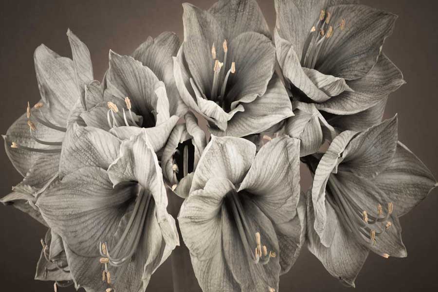 Grand Floral by artist Assaf Frank – Indigenous Collection and CAP ...