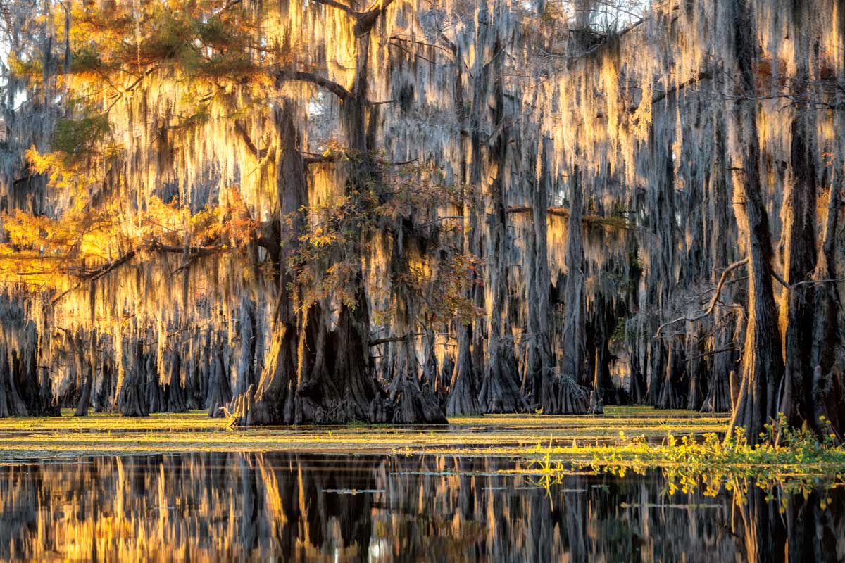Bayou Dawning by artist D. Burt – Indigenous Collection and CAP & Winn ...