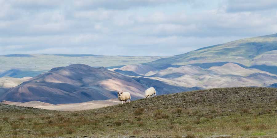 Highland Grazing by artist D. Burt – Indigenous Collection and CAP ...