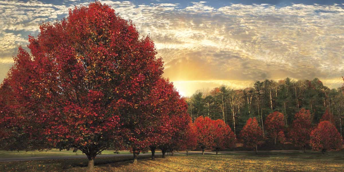 Crimson Trees by artist Celebrate Life Gallery – Indigenous Collection ...